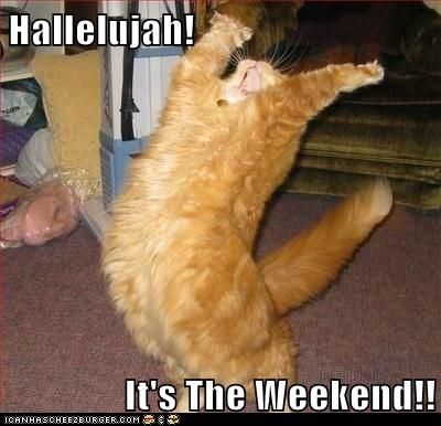 Lolcats - hallelujah - LOL at Funny Cat Memes - Funny cat pictures with ...