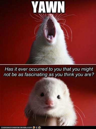 I Can Has Cheezburger? - ferret - Page 4 - Funny Animals Online ...