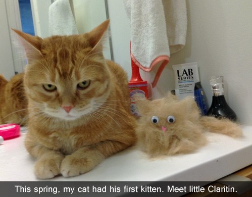 What a Cute Little Hairball - Lolcats - lol | cat memes | funny cats ...