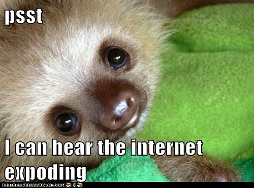 From Squee! - Animal Comedy - Animal Comedy, funny animals, animal gifs