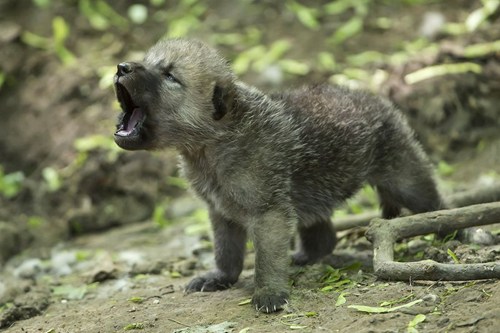 Howling Arctic Wolf Pup - Daily Squee - Cute Animals - Cute Baby ...