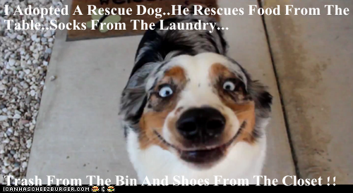 Dog Rescue Memes