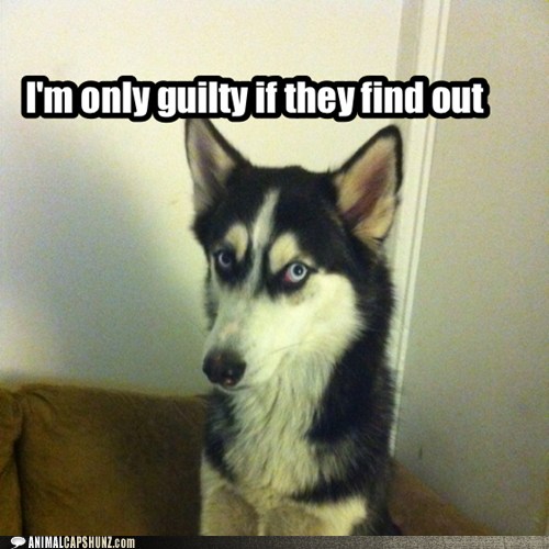 I'm only guilty if they find out - Animal Comedy - Animal Comedy, funny ...