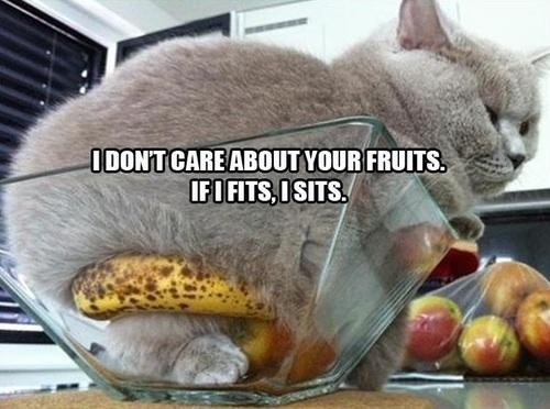 Lolcats - fruit - LOL at Funny Cat Memes - Funny cat pictures with ...
