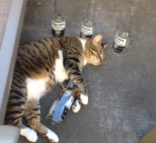 Crunk Critters: Party Cat Takes a Party Nap - After 12 - funny pictures ...