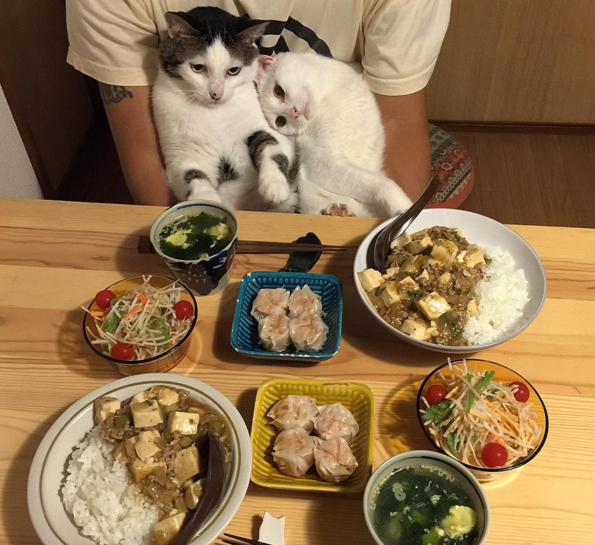 Every Night is Date Night for These Two Cats - I Can Has Cheezburger?