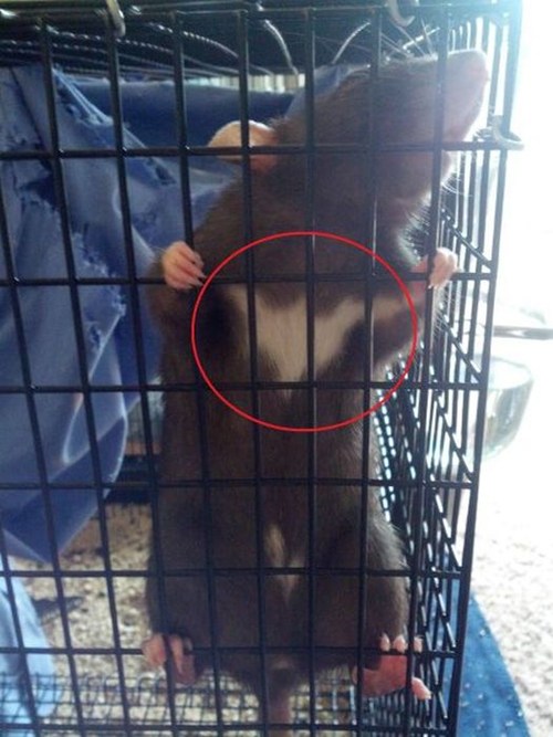 Bat-Rat? - WIN! - epic win photos