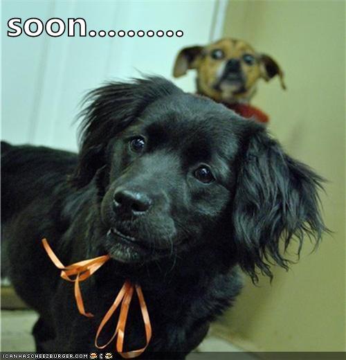 It's a Dog Eat Dog World - I Has A Hotdog - Dog Pictures - Funny ...