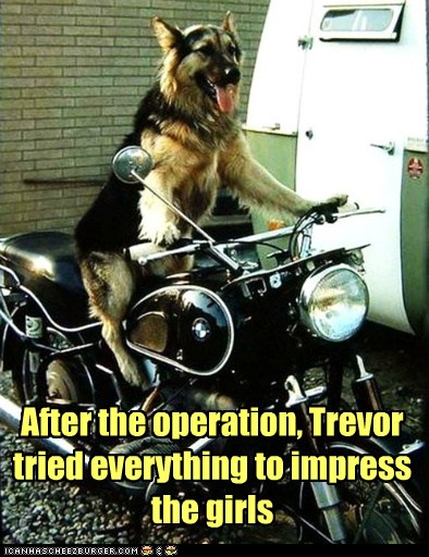 Dog Castration Memes