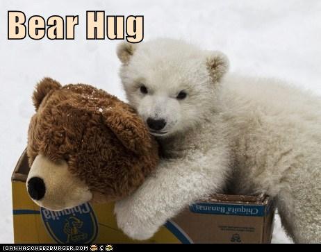 So Cute I Can Bearly Stand It - Animal Comedy - Animal Comedy, funny ...