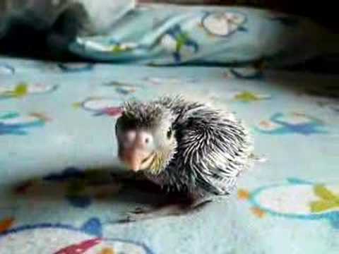 Daily Squee - Cute Animals - Cute Baby Animals - Cute Animal Pictures ...