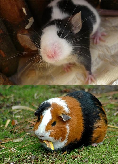 Daily Squee - guinea pig - Page 8 - Cute Animals in the Cutest Pictures ...