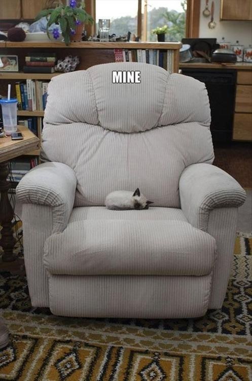 All of It! - Lolcats - lol | cat memes | funny cats | funny cat ...