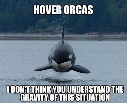 I Can Has Cheezburger? - orca - Page 2 - Funny Animals Online - Cheezburger