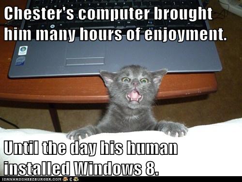 Nooooooo! - Lolcats - lol | cat memes | funny cats | funny cat pictures ...