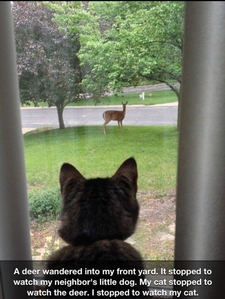 Who Watches the Watch Cat? - Lolcats - lol | cat memes | funny cats ...