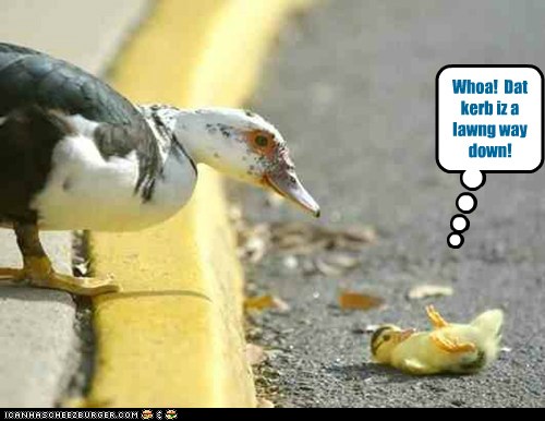 Duckling Still Working on the Duck Walk Thing - Animal Comedy - Animal ...