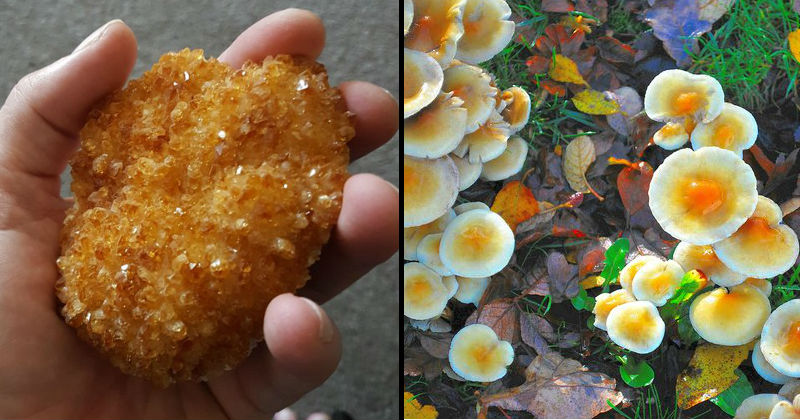 27 Delectable Looking Objects That Are Definitely Not Food - FAIL Blog ...