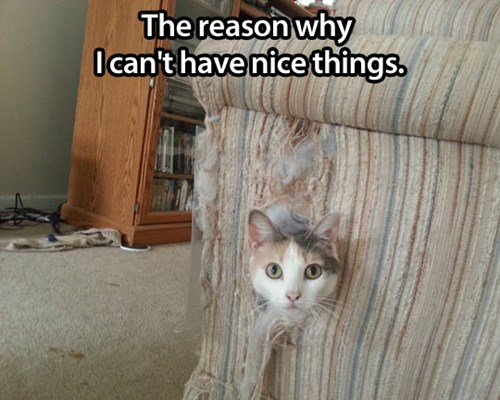 Lolcats - couch - Page 3 - LOL at Funny Cat Memes - Funny cat pictures ...