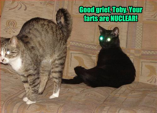 Toxic Waste - Lolcats - lol | cat memes | funny cats | funny cat ...
