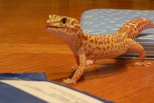 Daily Squee - Page 6 - Cute Animals in the Cutest Pictures Ever and ...