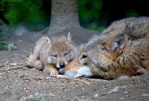 Playful Little Wolf Pup - Daily Squee - Cute Animals - Cute Baby ...