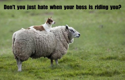 At Least It's Not Literally for Me - I Has A Hotdog - Dog Pictures ...