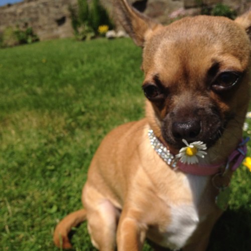 Chi Squee - Daily Squee - Cute Animals - Cute Baby Animals - Cute ...