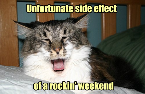 Lolcats - weekend - Page 2 - LOL at Funny Cat Memes - Funny cat ...