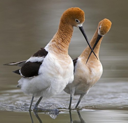 American Avocet - Daily Squee - Cute Animals - Cute Baby Animals - Cute ...