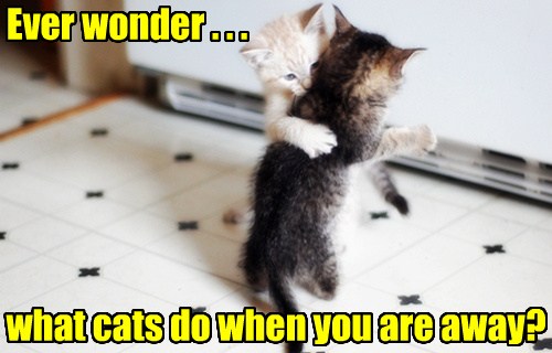 While You Were Out - Lolcats - lol | cat memes | funny cats | funny cat ...
