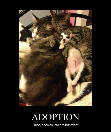 Lolcats - adoption - Page 2 - LOL at Funny Cat Memes - Funny cat ...