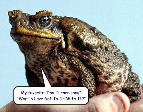 What's a Toad's Favorite Tina Turner Song? - Animal Comedy - Animal ...