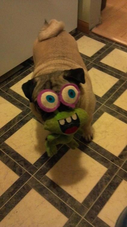 I Has A Hotdog - alien - Funny Dog Pictures | Dog Memes | Puppy ...