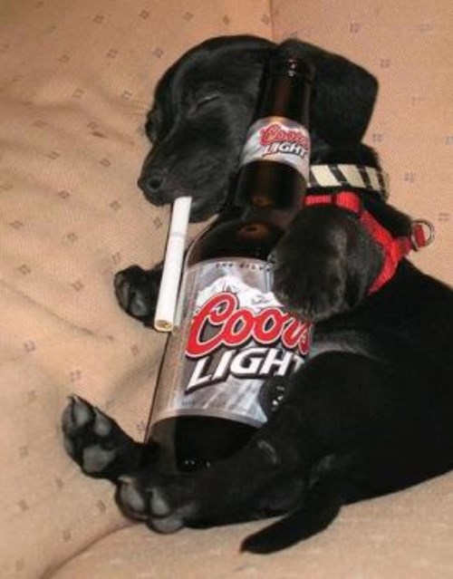 Crunk Critters: Puppies Can't Hold Their Beer - After 12 - funny ...