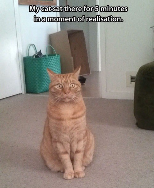 So, The Red Dot Was You the Whole Time? - Lolcats - lol | cat memes ...