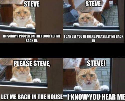 Steve, PLEEEEEEEEEEASE! - Lolcats - lol | cat memes | funny cats ...