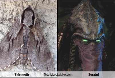 This Moth Totally Looks Like Zeratul - Totally Looks Like