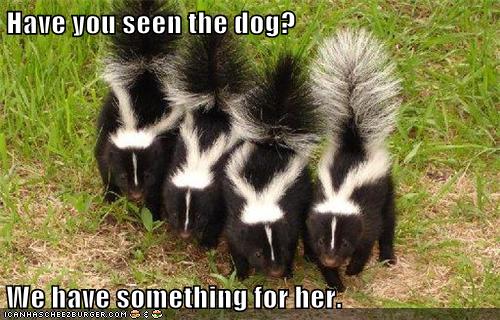 Animal Capshunz - skunk - Funny animal pictures with captions | Animal ...