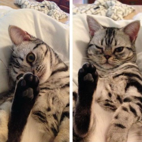 Hello Feet... Goodbye Feet... - Lolcats - lol | cat memes | funny cats ...