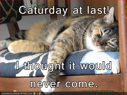 Time for Some Serious Napping - Lolcats - lol | cat memes | funny cats ...