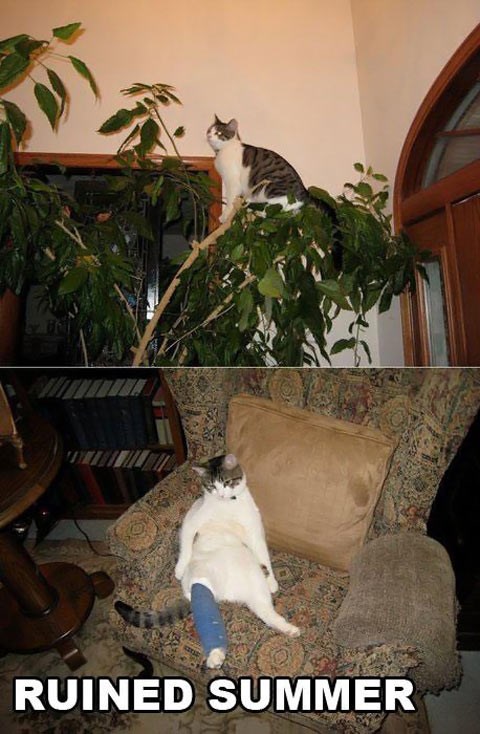 Lolcats - Sad - Page 2 - LOL at Funny Cat Memes - Funny cat pictures ...