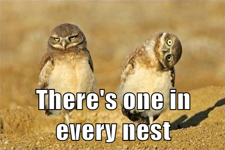 Derpity Derp - Animal Comedy - Animal Comedy, funny animals, animal gifs