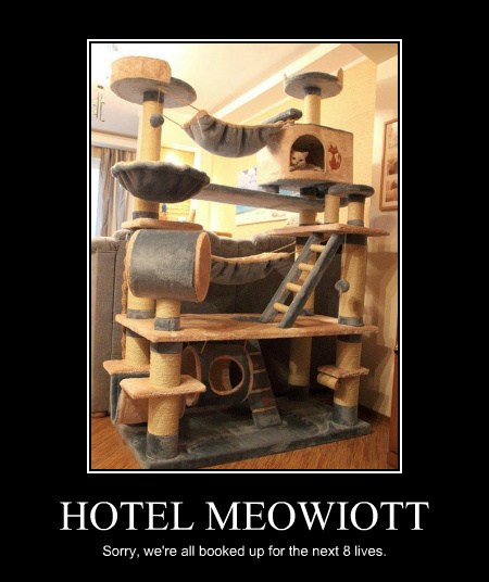 It's the Cat's Meow - Lolcats - lol | cat memes | funny cats | funny ...