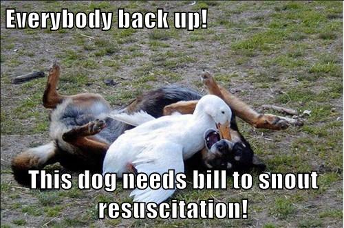 I Has A Hotdog - duck - Funny Dog Pictures | Dog Memes | Puppy Pictures ...