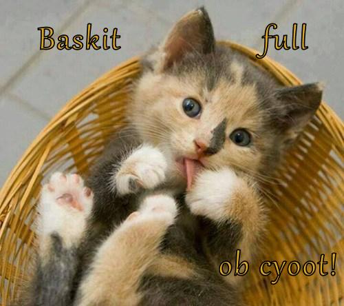 Squee! - Lolcats - lol | cat memes | funny cats | funny cat pictures ...