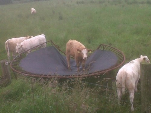 This Poor Bovine Will Never Learn How to Hop - FAIL Nation - Vintage ...
