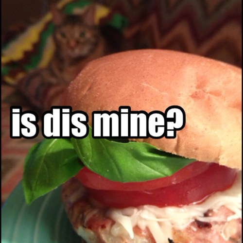 Who's is dis? - Lolcats - lol | cat memes | funny cats | funny cat ...