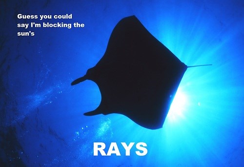 Manta Ray Memes