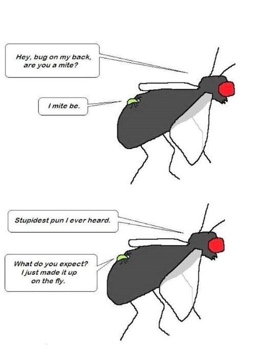 Puns - flies - Funny Puns - Pun Pictures - Cheezburger